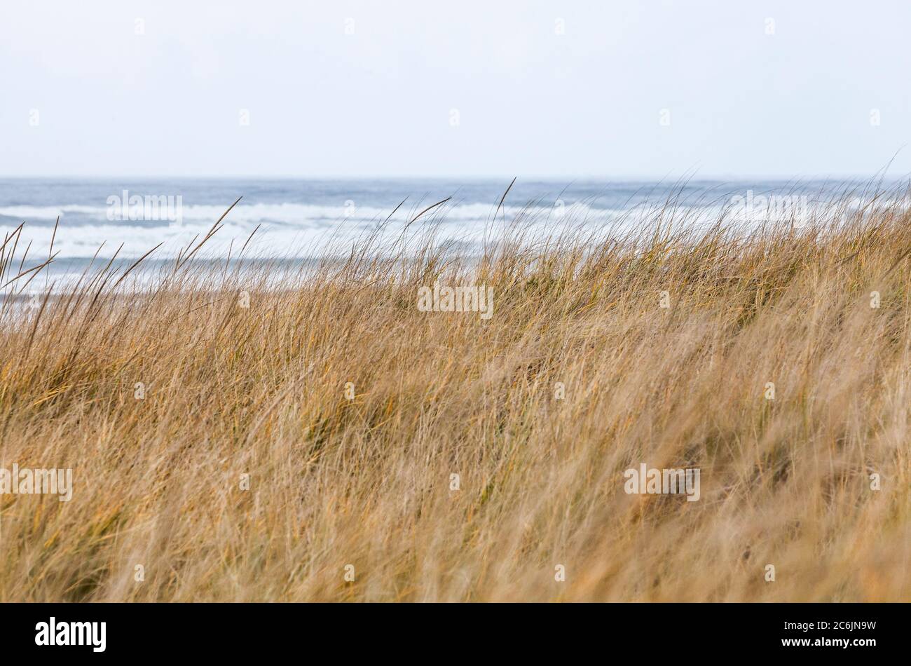 Surf Grasses High Resolution Stock Photography and Images - Alamy