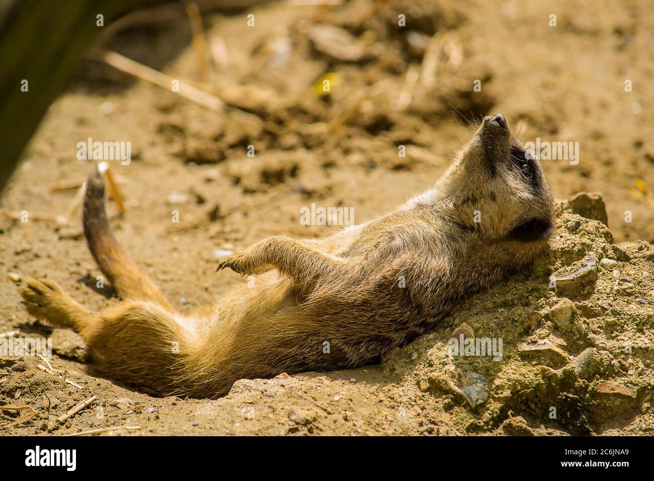 Sunbathing meerkat hi-res stock photography and images - Alamy