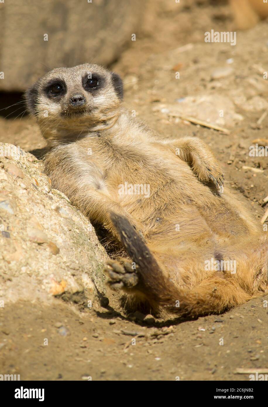Meerkat resting on the sun and looking directly in the camera Stock ...