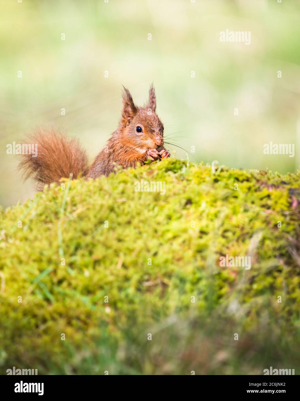 Red Squirrel Yorkshire High Resolution Stock Photography and Images - Alamy