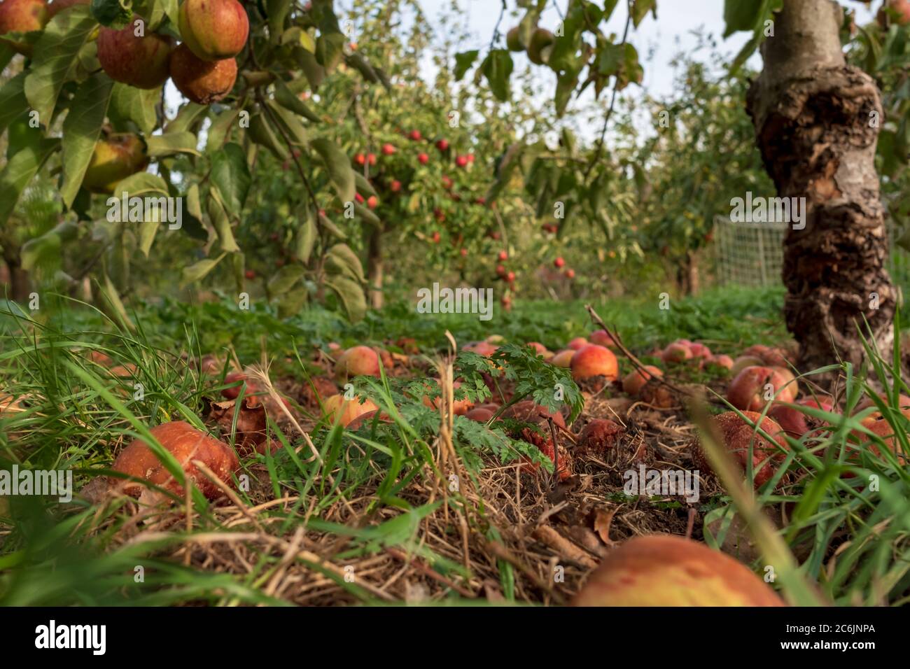Ground level, shallow focus view of fallen Apples seen in a commercial ...