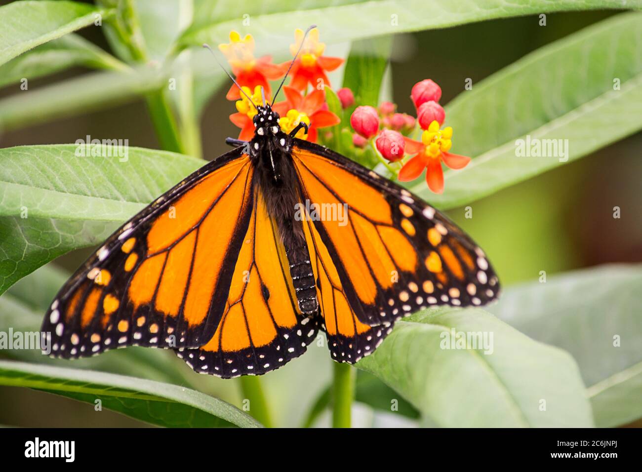 Closeup image of a monarch butterfly Stock Photo - Alamy