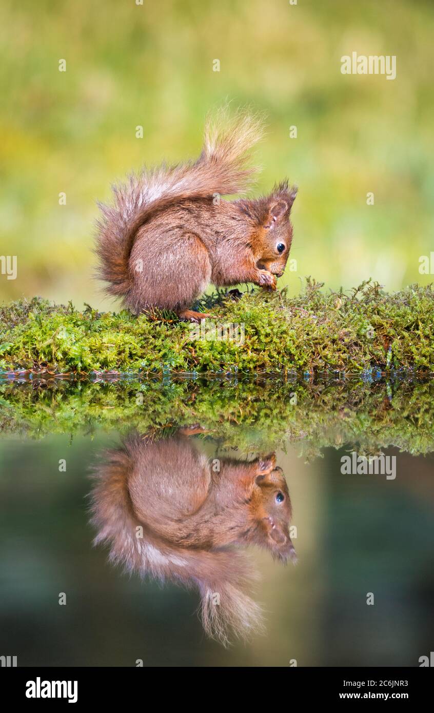 Portrait of a red squirrel poised for action & using its tail to ...