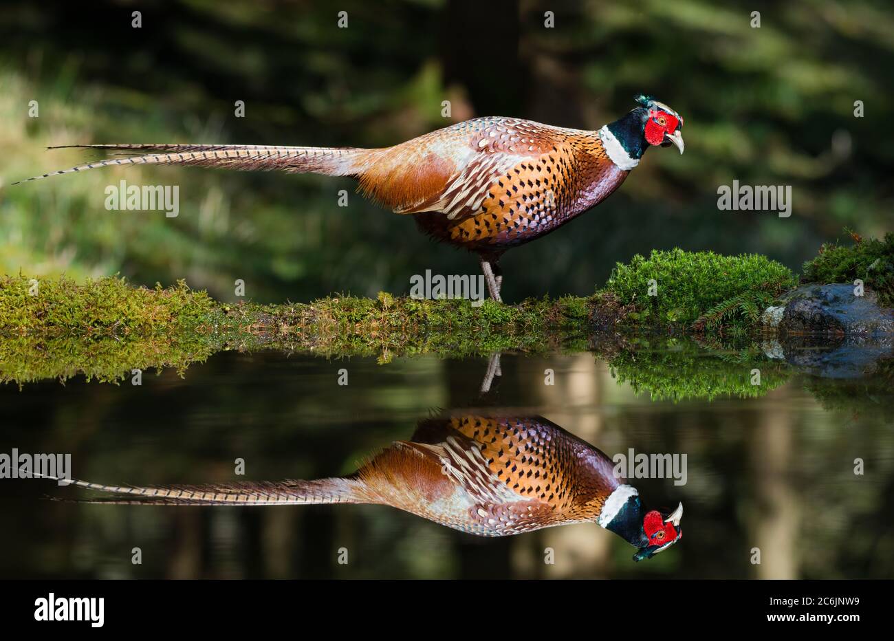 Pheasant tail hi-res stock photography and images - Alamy