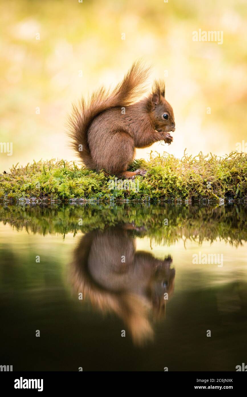 Portrait of a red squirrel poised for action & using its tail to ...