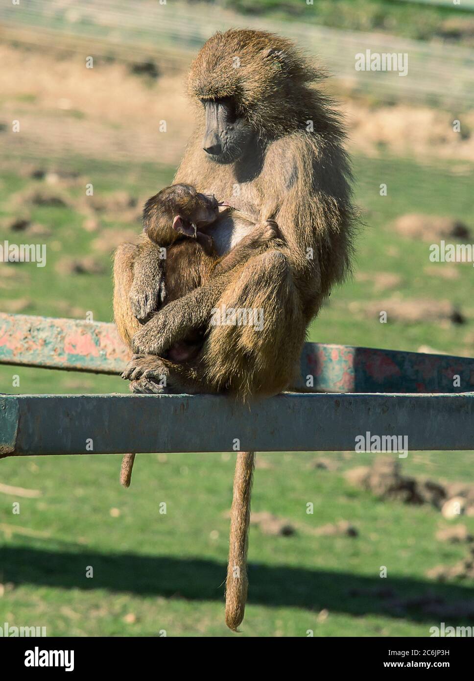 Mother baboon feeding her baby baboon Stock Photo - Alamy