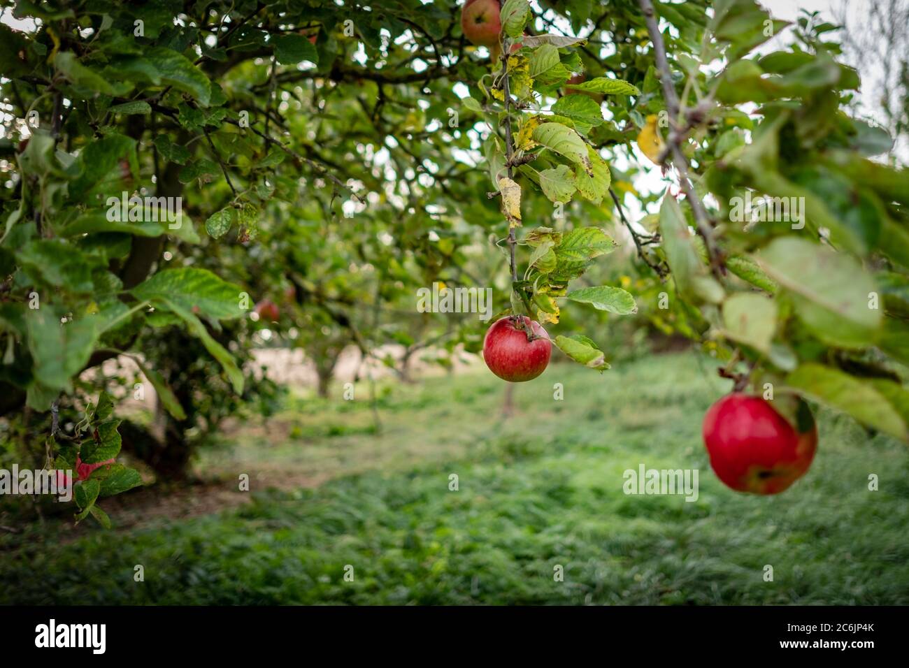 Cider Apple Orchard Uk High Resolution Stock Photography and Images - Alamy