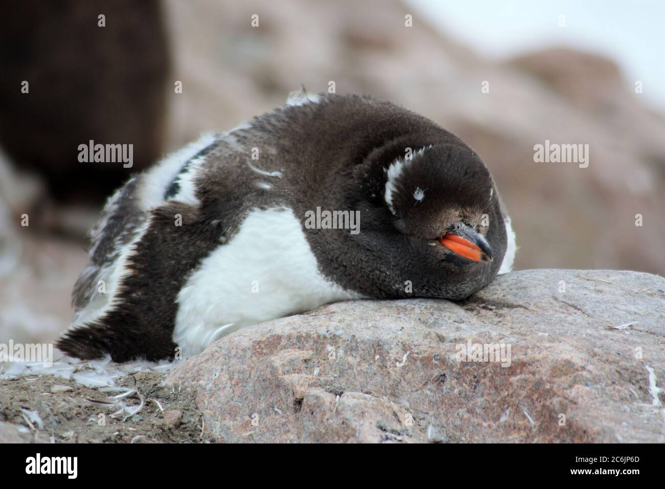 Antarctic peninsula penguin habitat hi-res stock photography and images ...