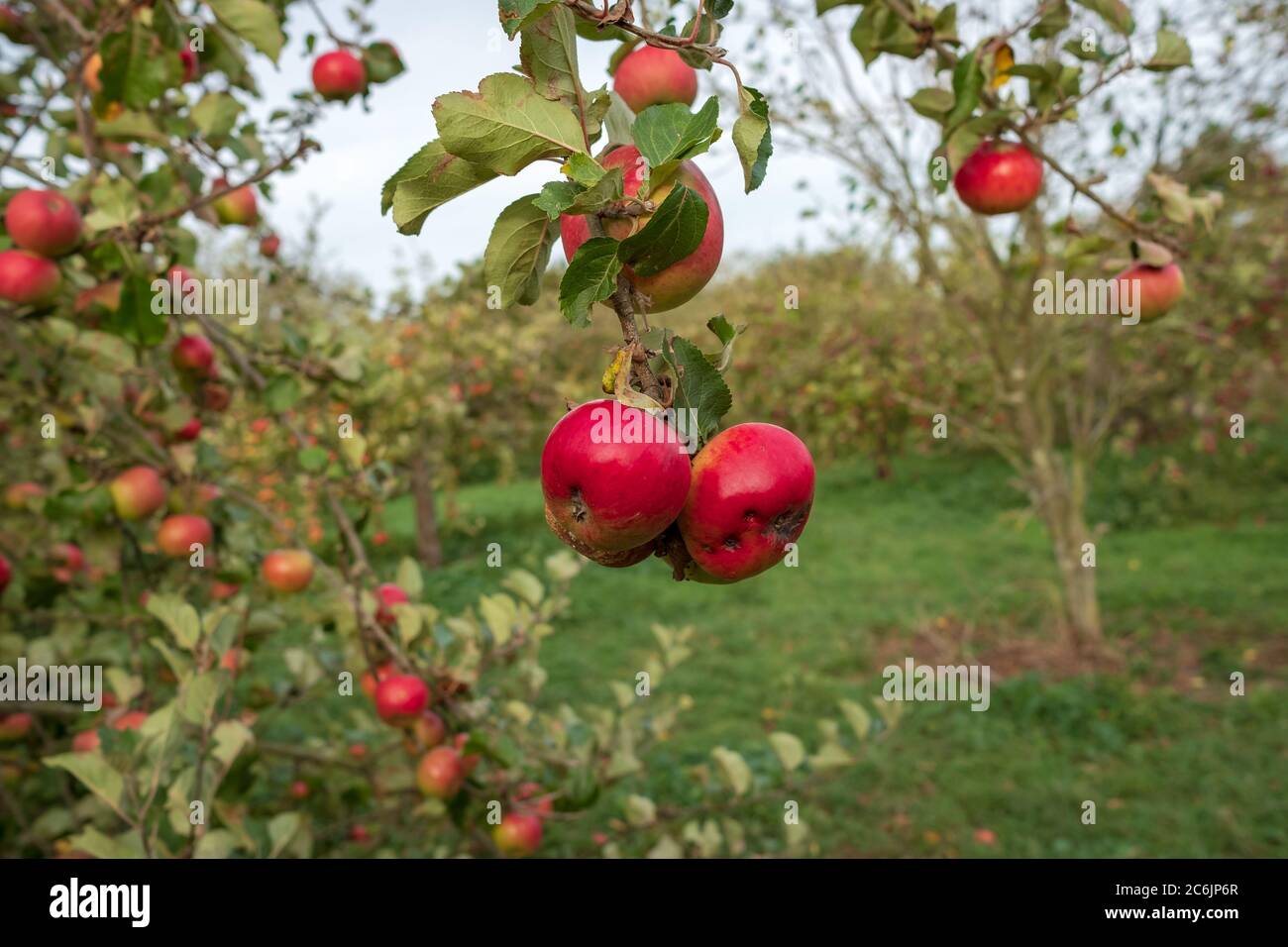 Isolated, shallow image of a pair of ripe cider orchard apples seen ...