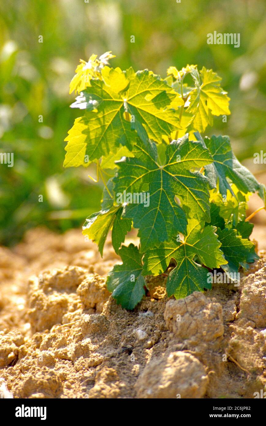 Small grapefruit tree hi-res stock photography and images - Alamy