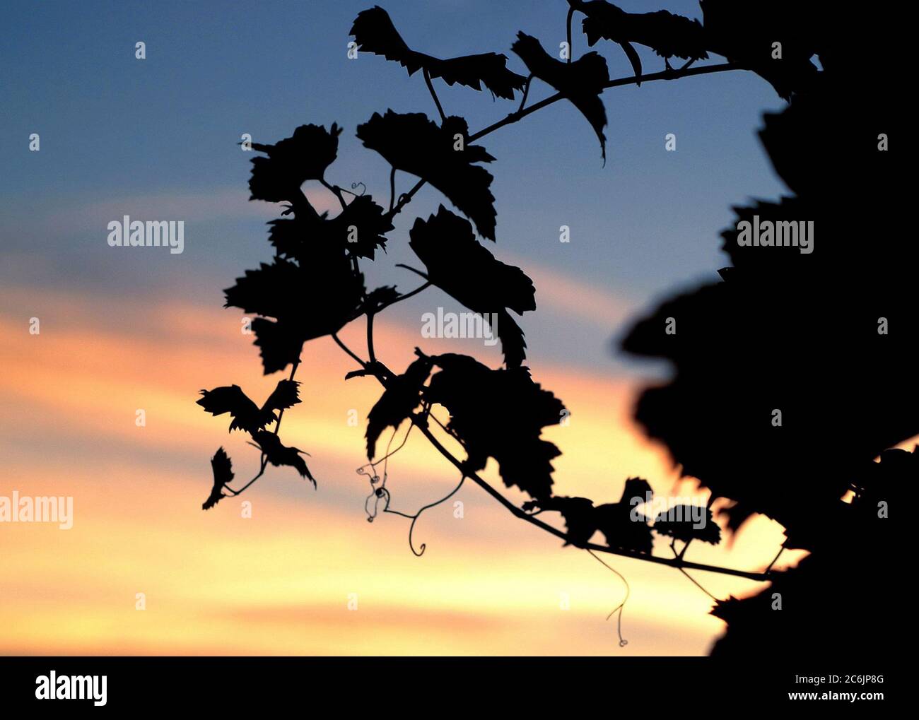 Silhouette of vine leaves with sunset in the background Stock Photo - Alamy