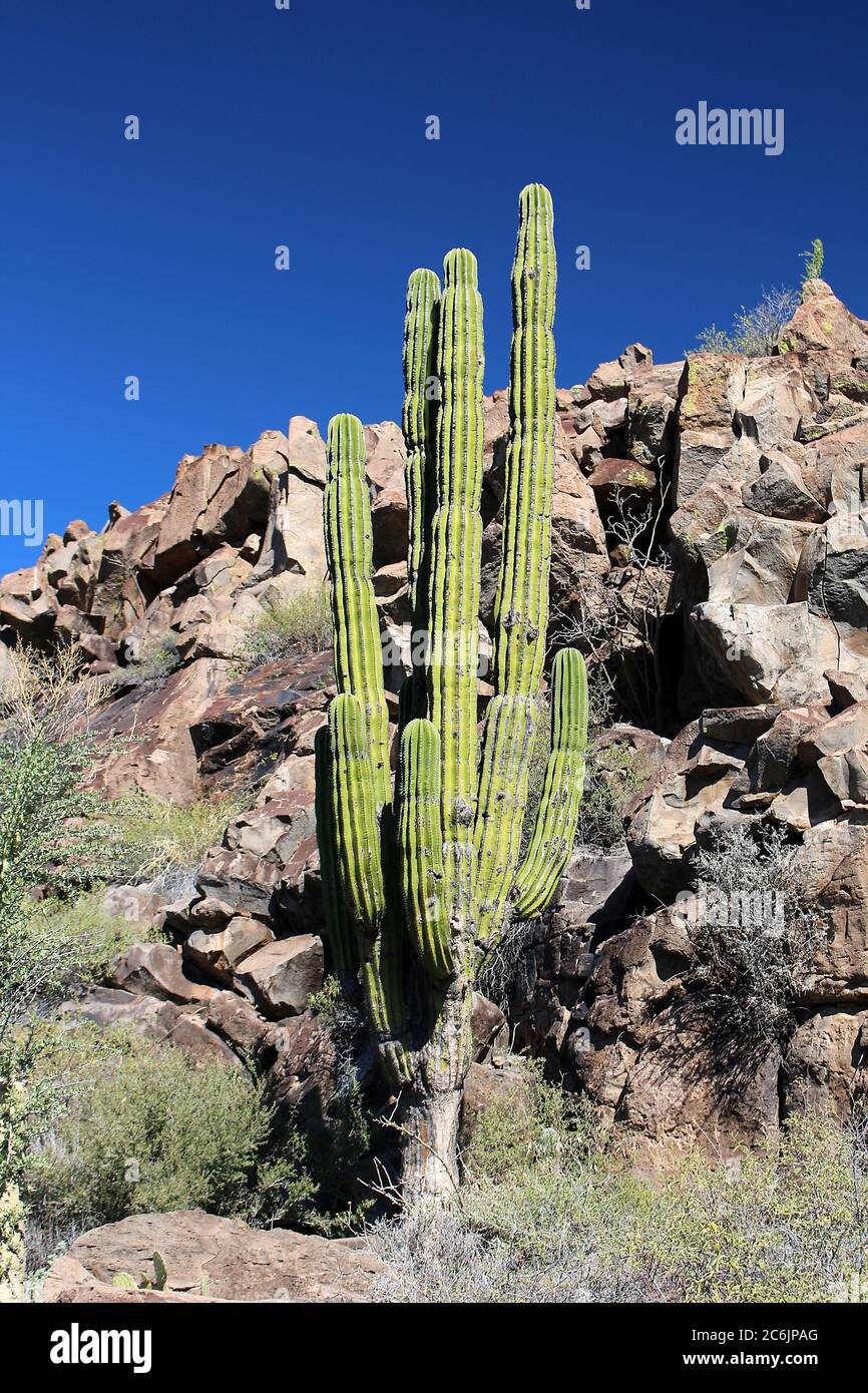 Candelabra cactus in the landscape of Baja California Sur, Mexico Stock ...