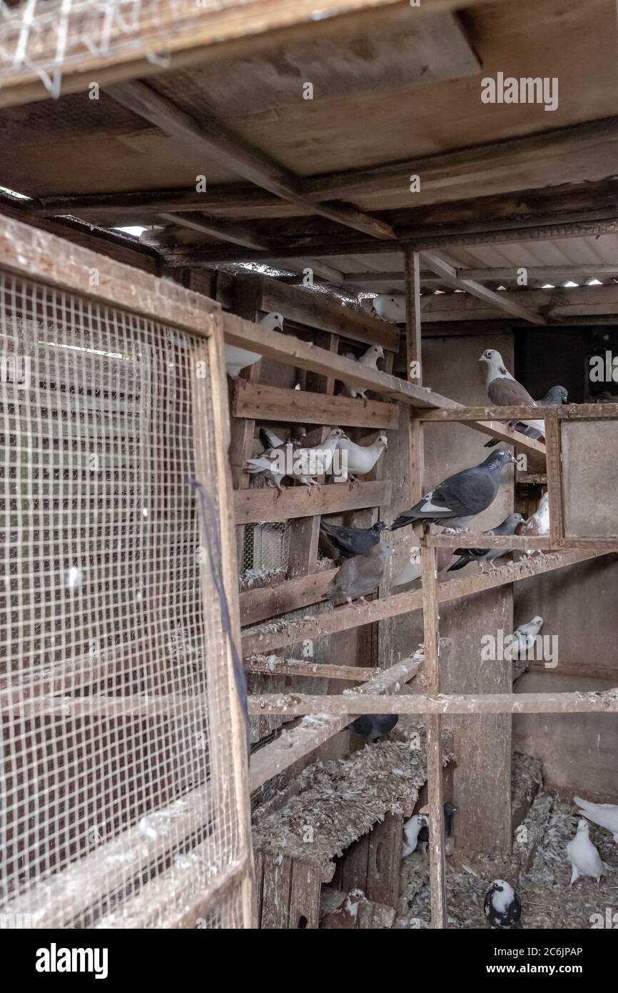 Simple Pigeon Loft
