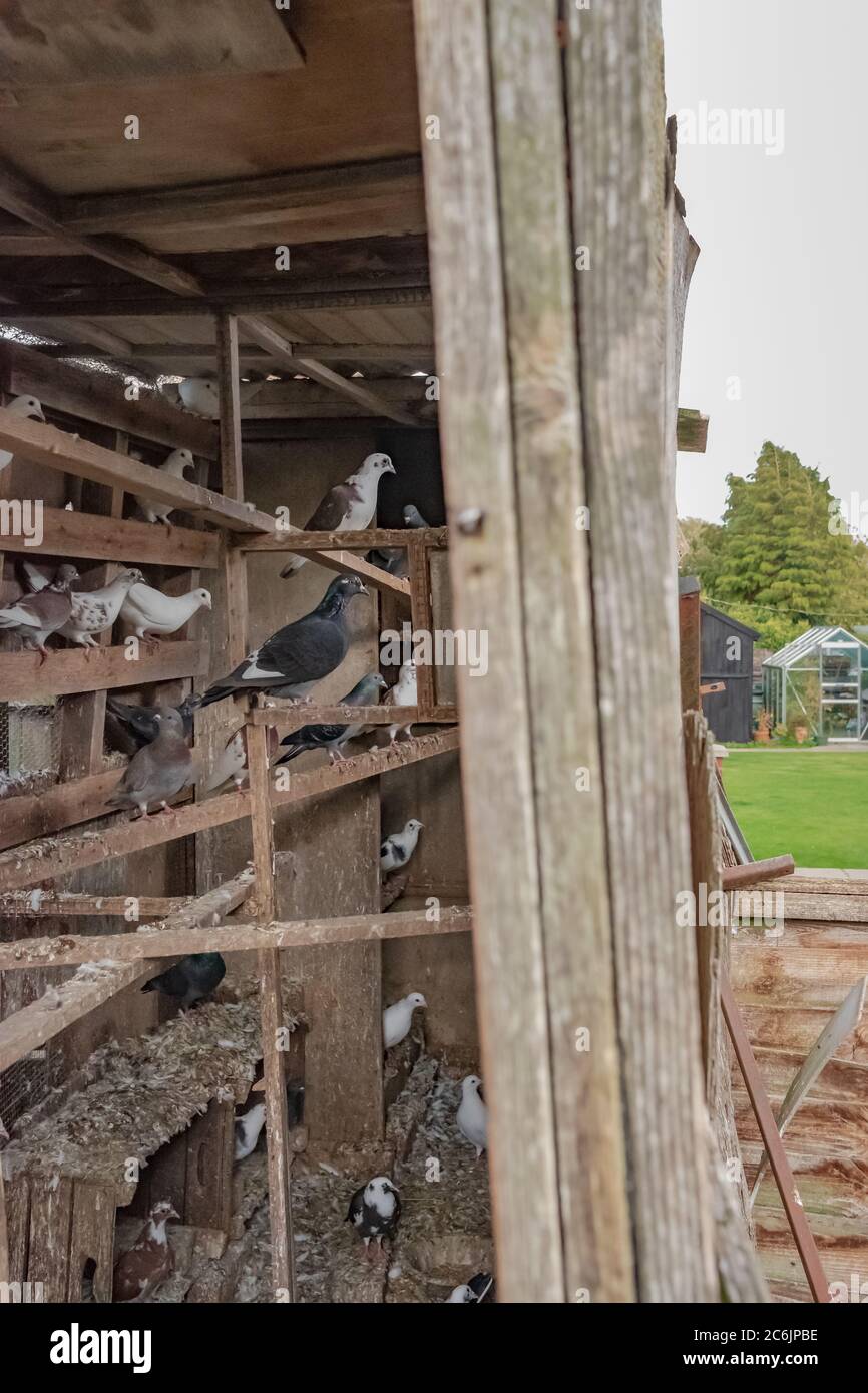 Interior view of a dove and pigeon loft used to house racing pigeons ...