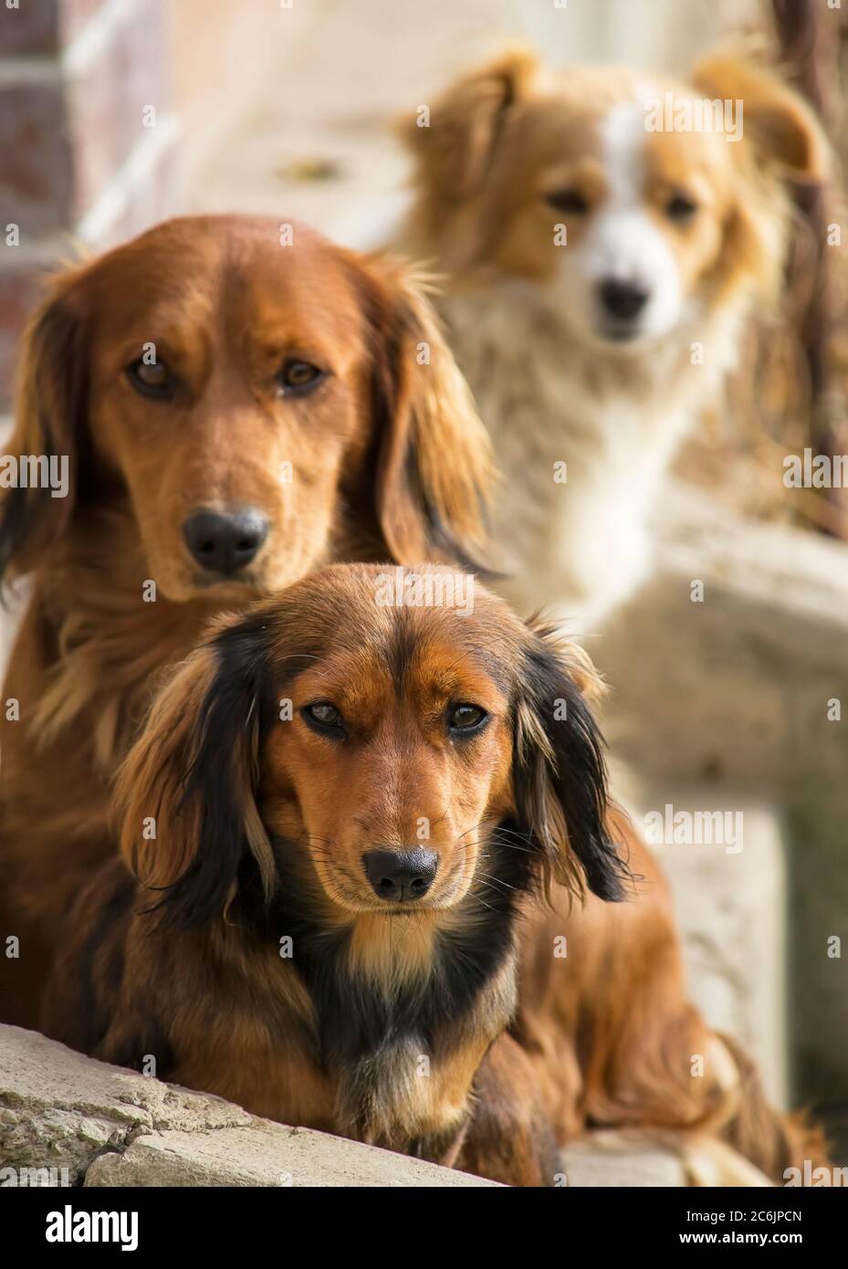 Three cute small dogs looking into the camera Stock Photo - Alamy