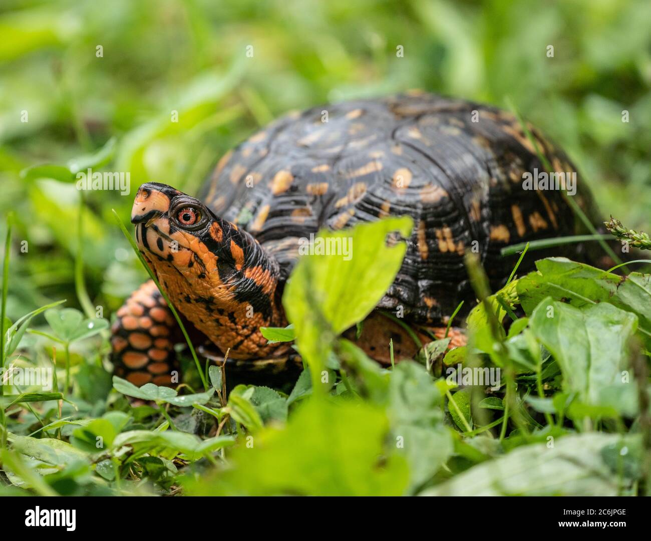 Eastern box turtle hi-res stock photography and images - Alamy