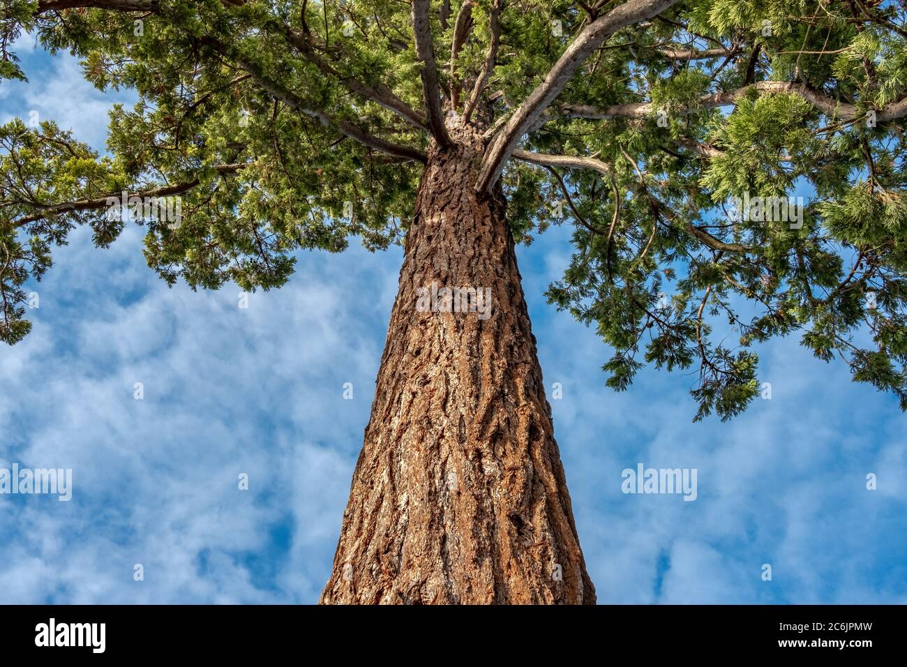 Vertical view of an old and very tall Pine Tree showing details of its ...