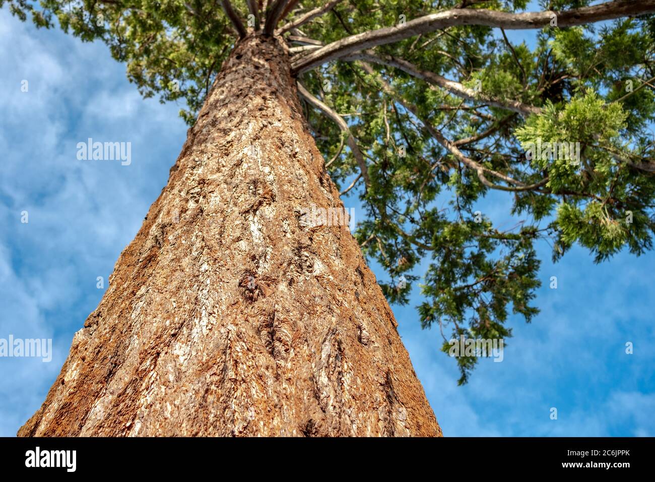 Vertical view of an old and very tall Pine Tree showing details of its ...