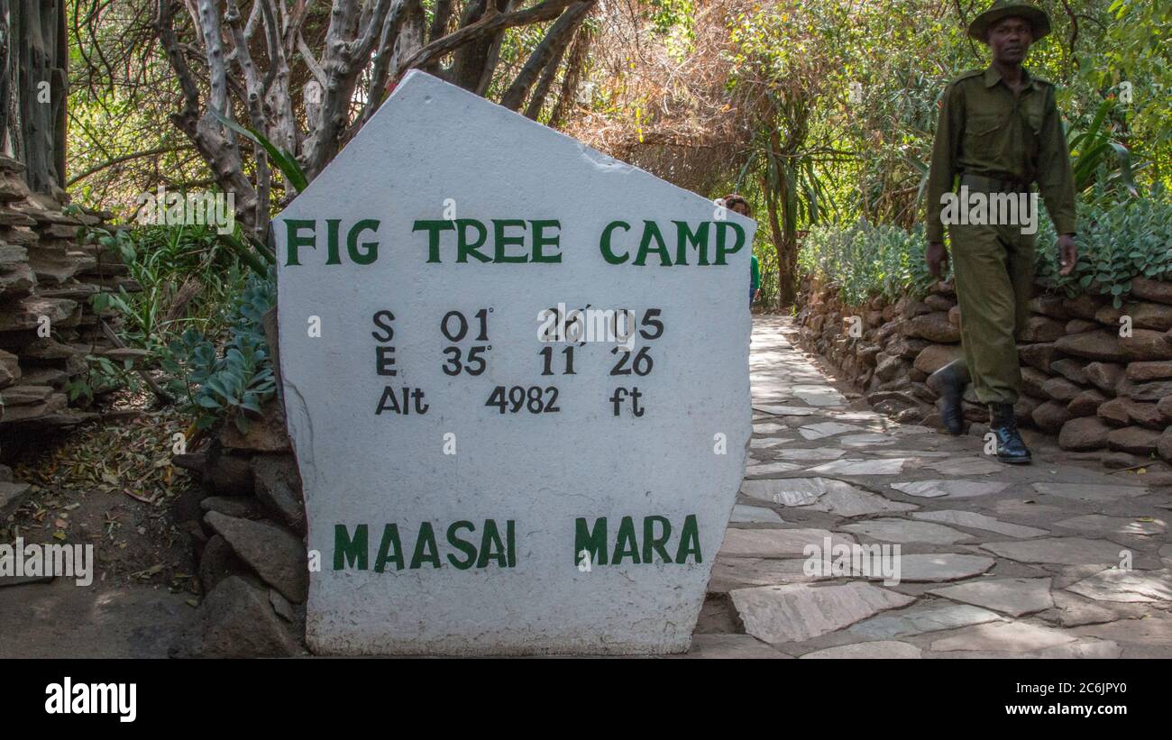 African fig tree hi-res stock photography and images - Alamy