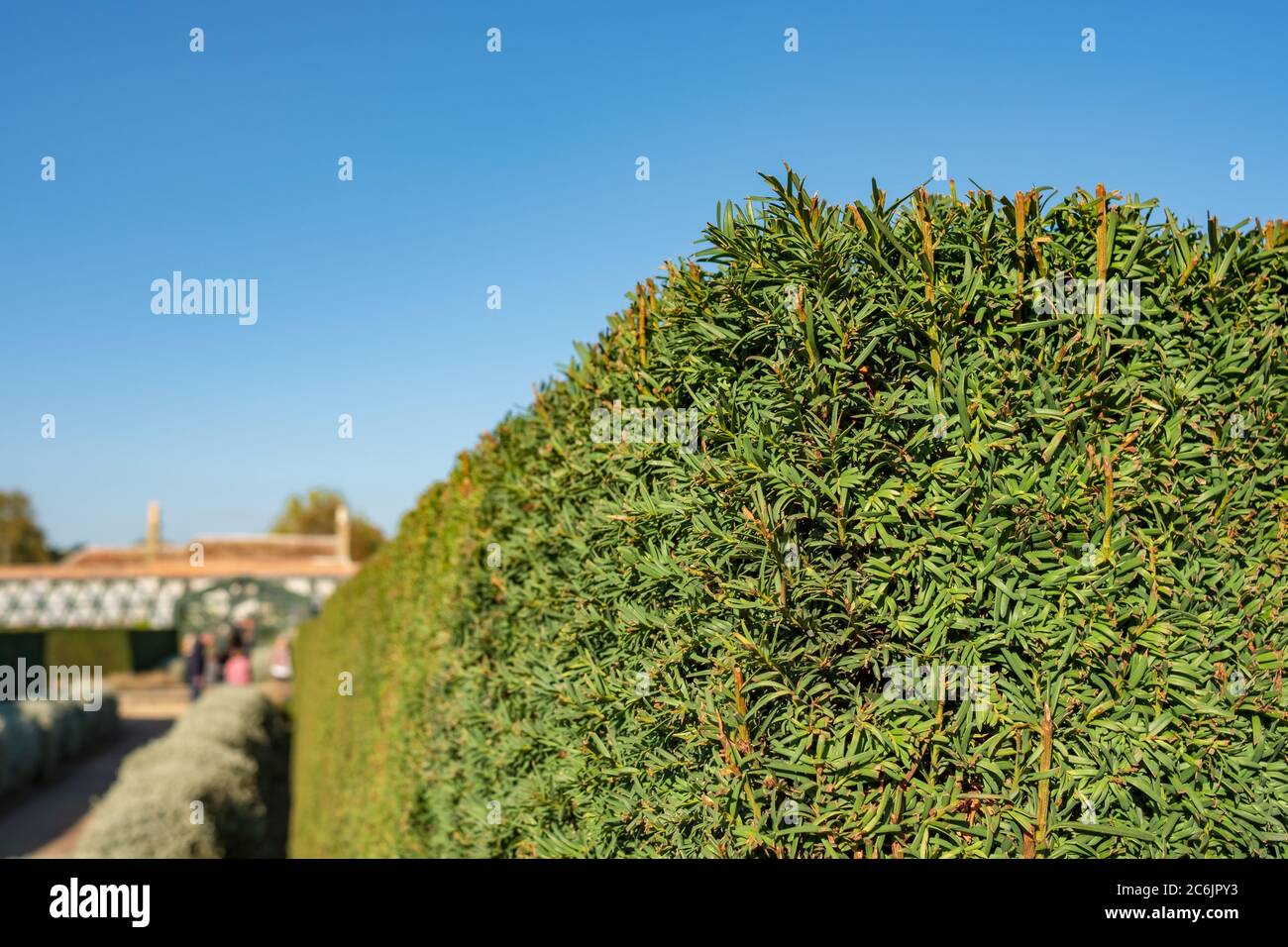 Shallow focus of a pruned hedge seen in a famous, English walled ...