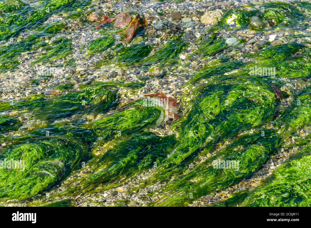 Seaweed in a tide pool in the Pacific Northwest Stock Photo - Alamy