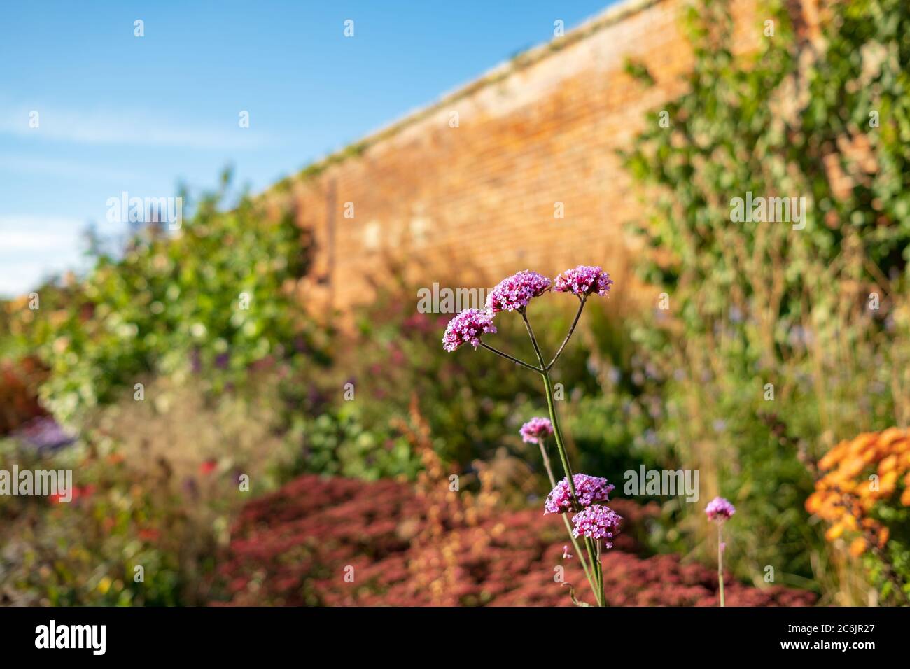 Shallow focus image of wild, purple flowers seen growing in a flower ...