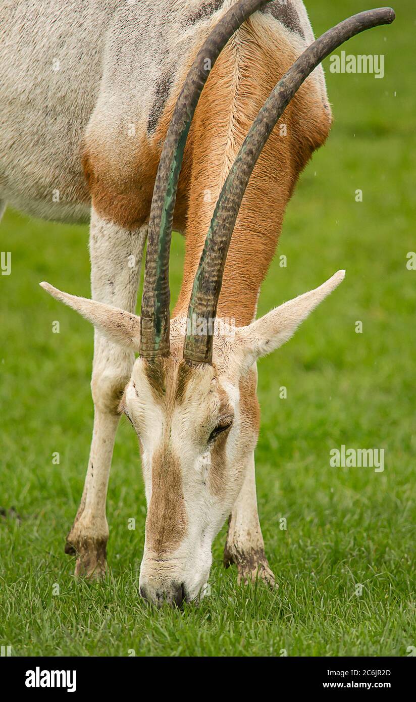 Antelope eating grass hi-res stock photography and images - Alamy