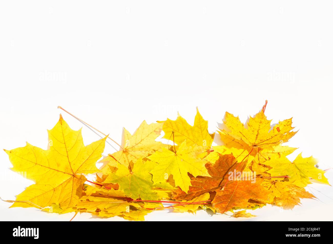 Autumn colored falling maple leaves isolated on white background Stock ...