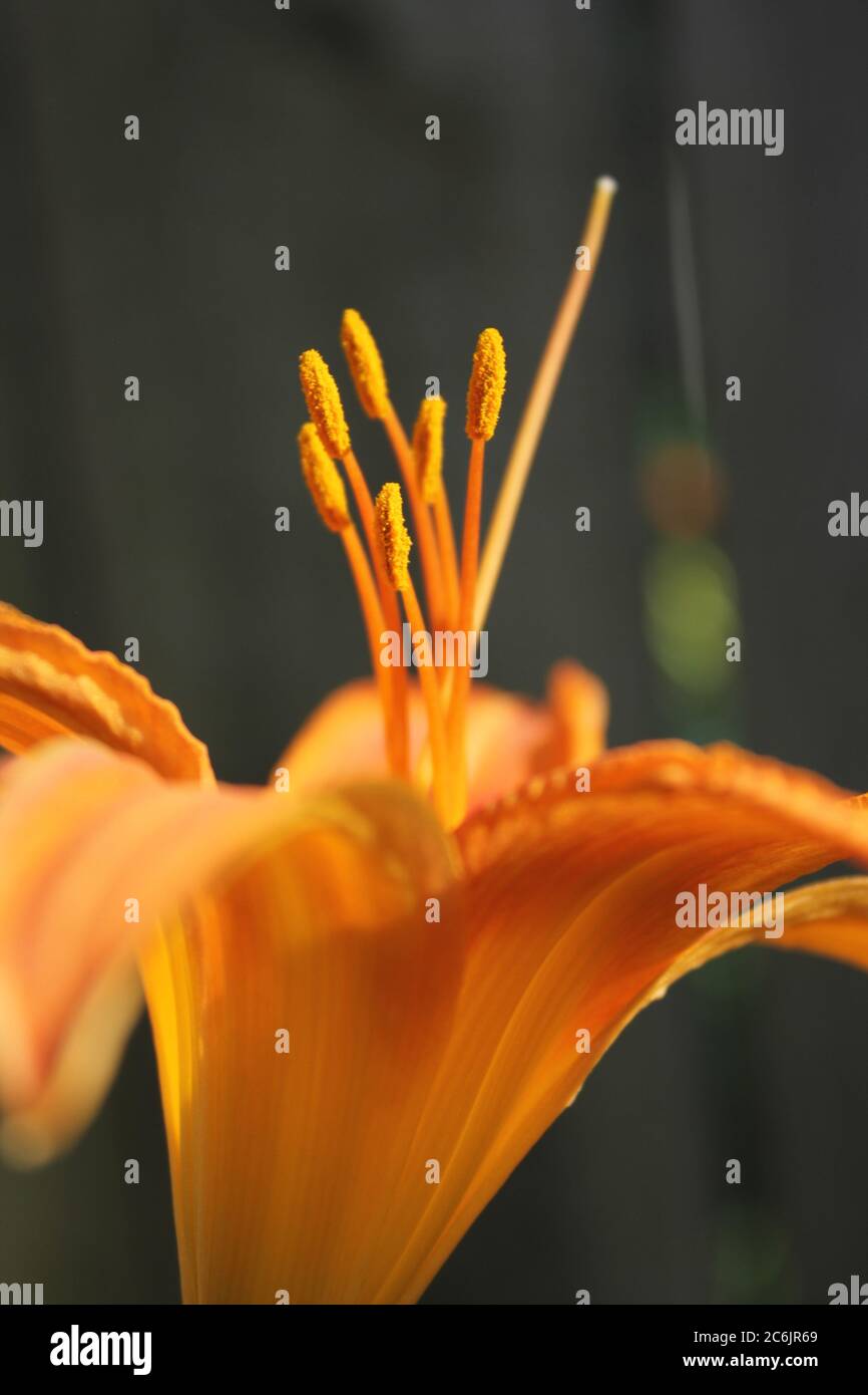 Bright orange Tiger Lily in full bloom in the backyard grden Stock ...