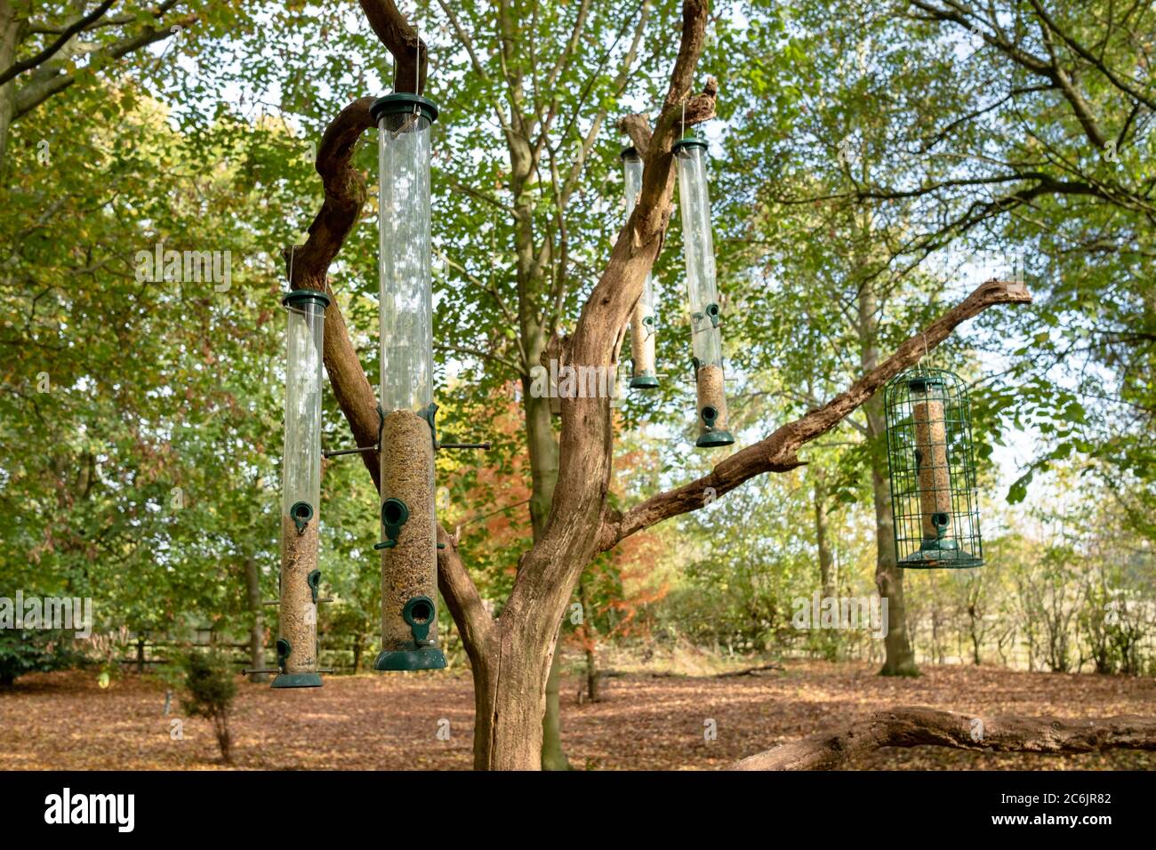 Multiple bird feeders seen hanging from a dried tree in a forest ...