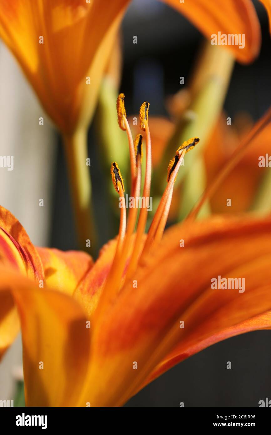 Bright orange Tiger Lily in full bloom in the backyard grden Stock ...