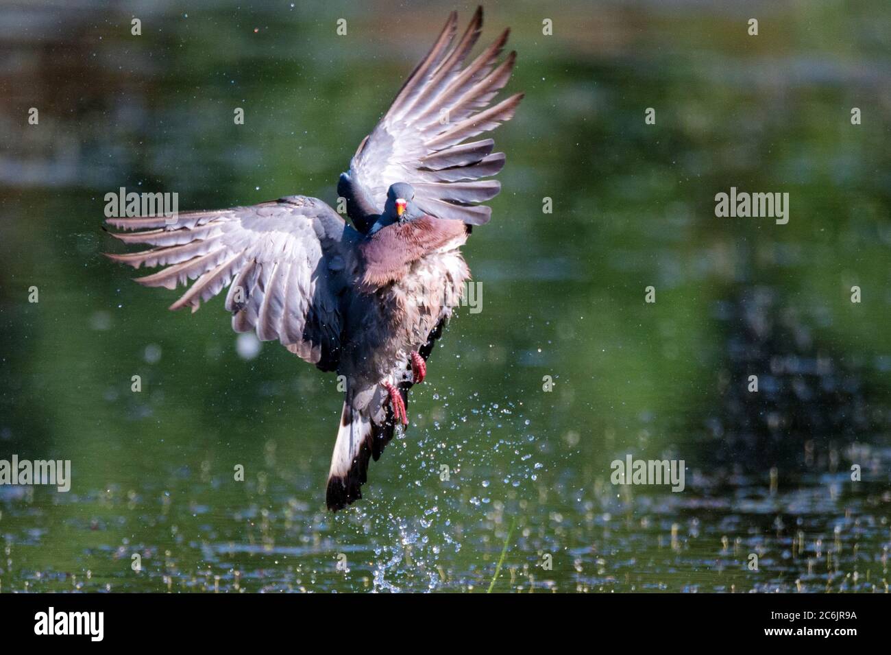 Pigeon taking off from tree hi-res stock photography and images - Alamy