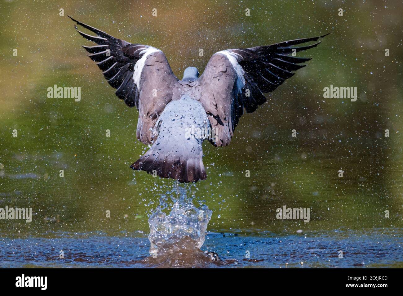 Pigeon taking off from tree hi-res stock photography and images - Alamy