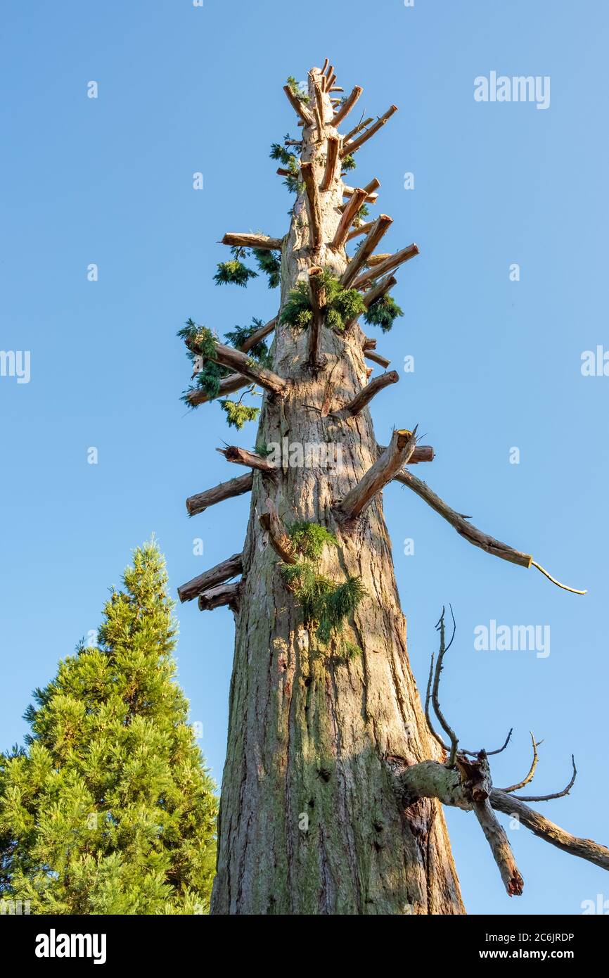 Vertical aspect of a recently cut pine tree seen prior to being felled ...