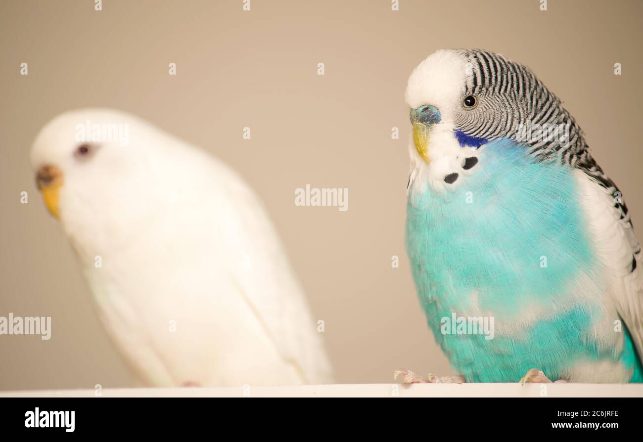 Blue and a white budgie sitting next to each other Stock Photo - Alamy
