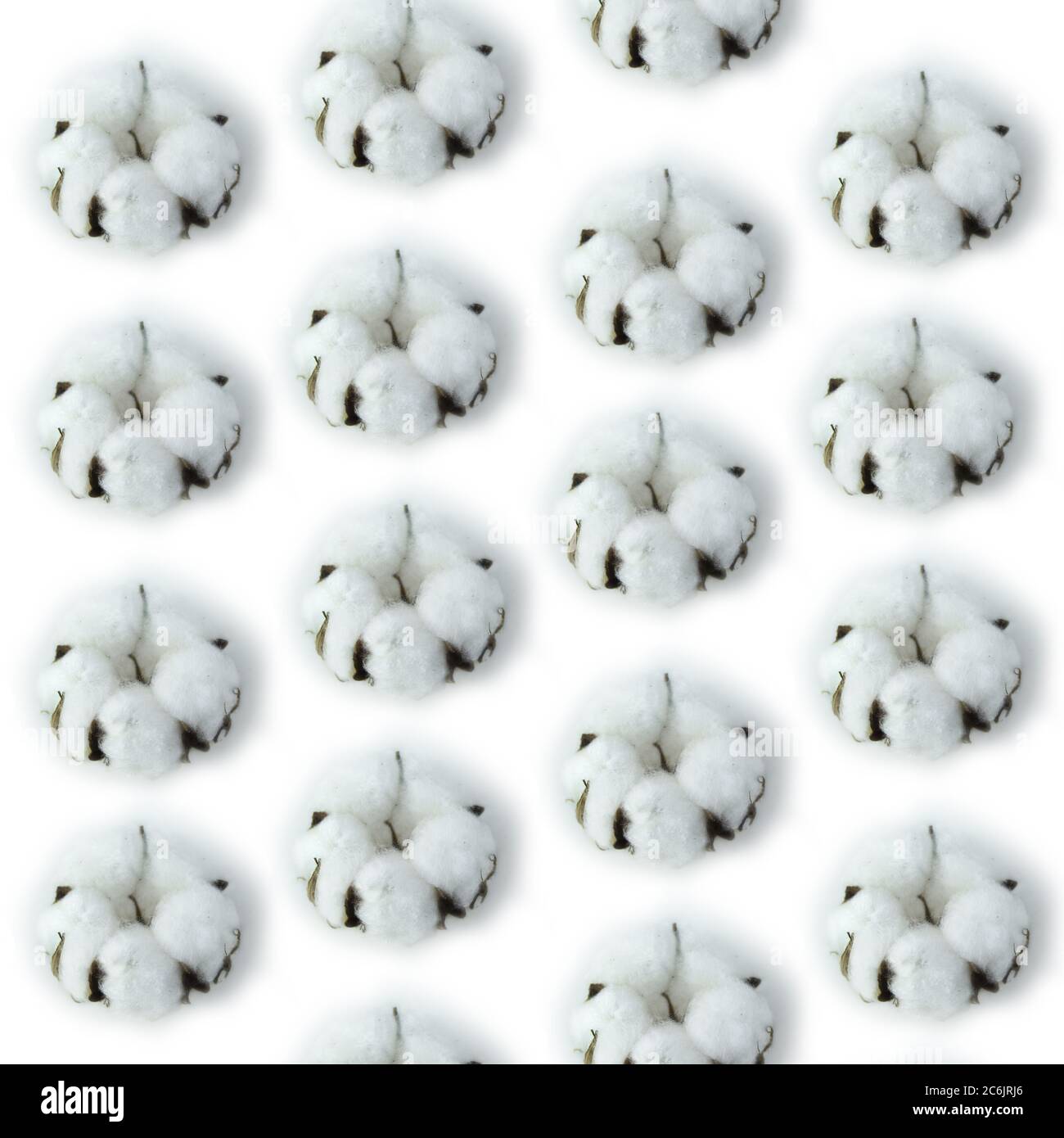 Raw cotton plant hi-res stock photography and images - Alamy