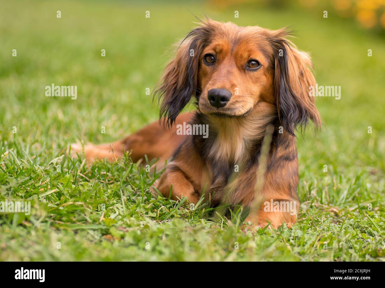 Cute Dachshund dog with long fur in the green grass Stock Photo - Alamy