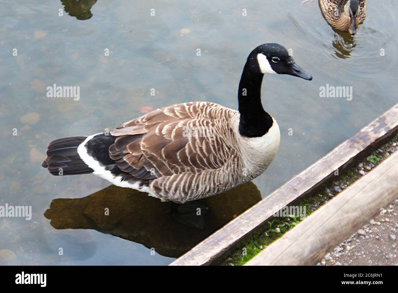 Canada goose side profile hi-res stock photography and images - Alamy