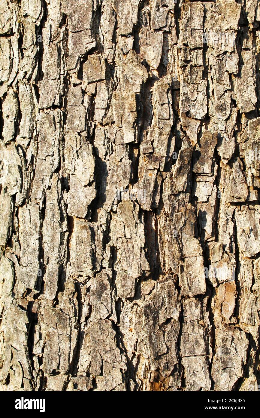Tree bark texture close up macro. Background pattern Stock Photo - Alamy