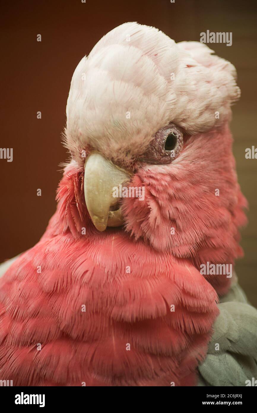 Portrait of a pretty pink cockatoo Stock Photo - Alamy