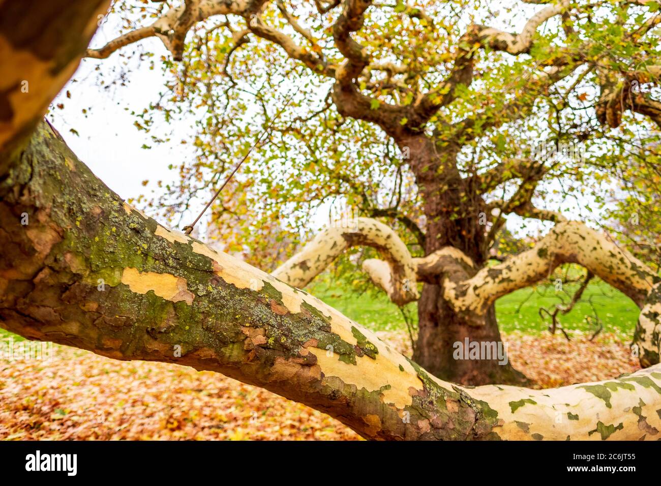 Close-up, shallow focus on an ancient maple tree seen in an english ...