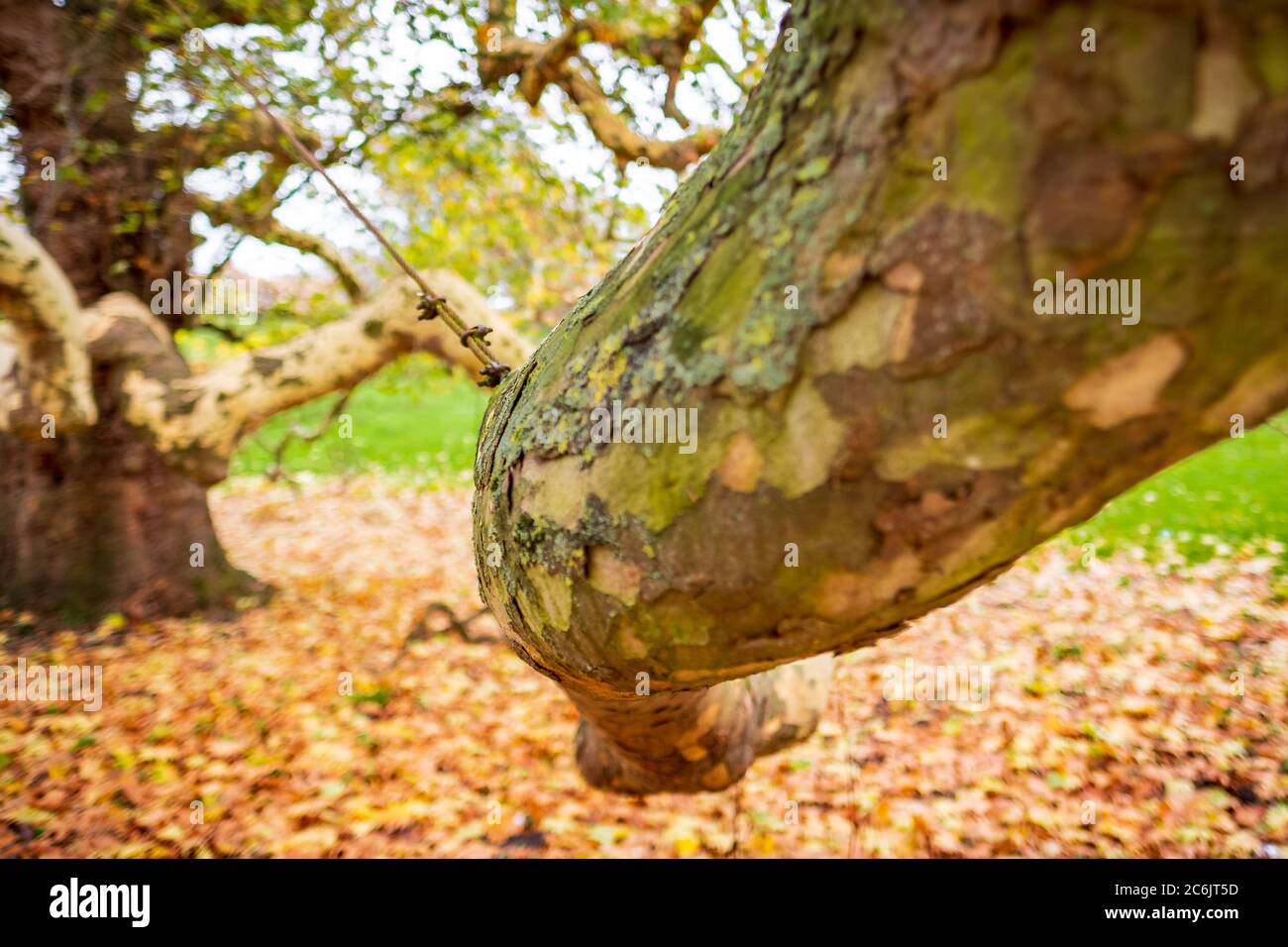 Close-up, shallow focus on an ancient maple tree seen in an english ...