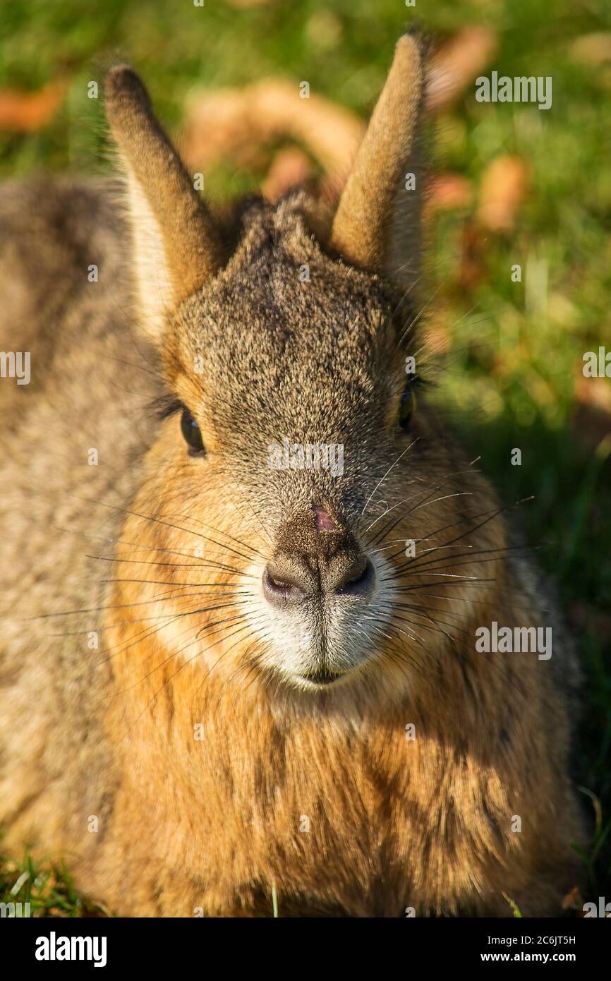 Closeup portrait of a cute patagonian mara Stock Photo - Alamy