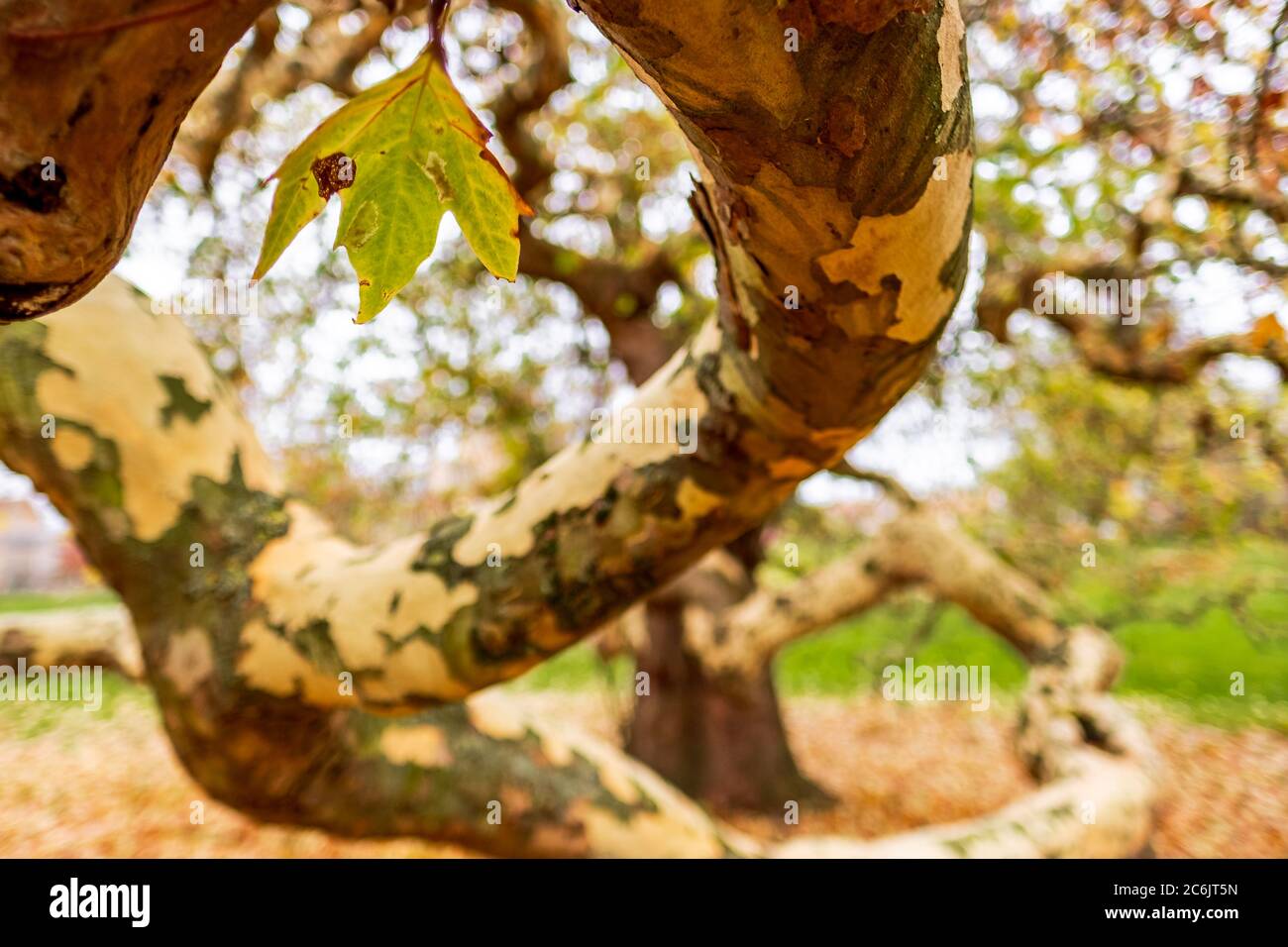 Close-up, shallow focus on an ancient maple tree seen in an english ...