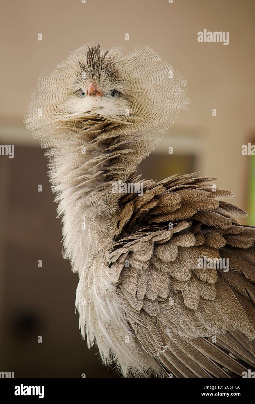 Portrait of a puffed up red-legged sereima Stock Photo - Alamy
