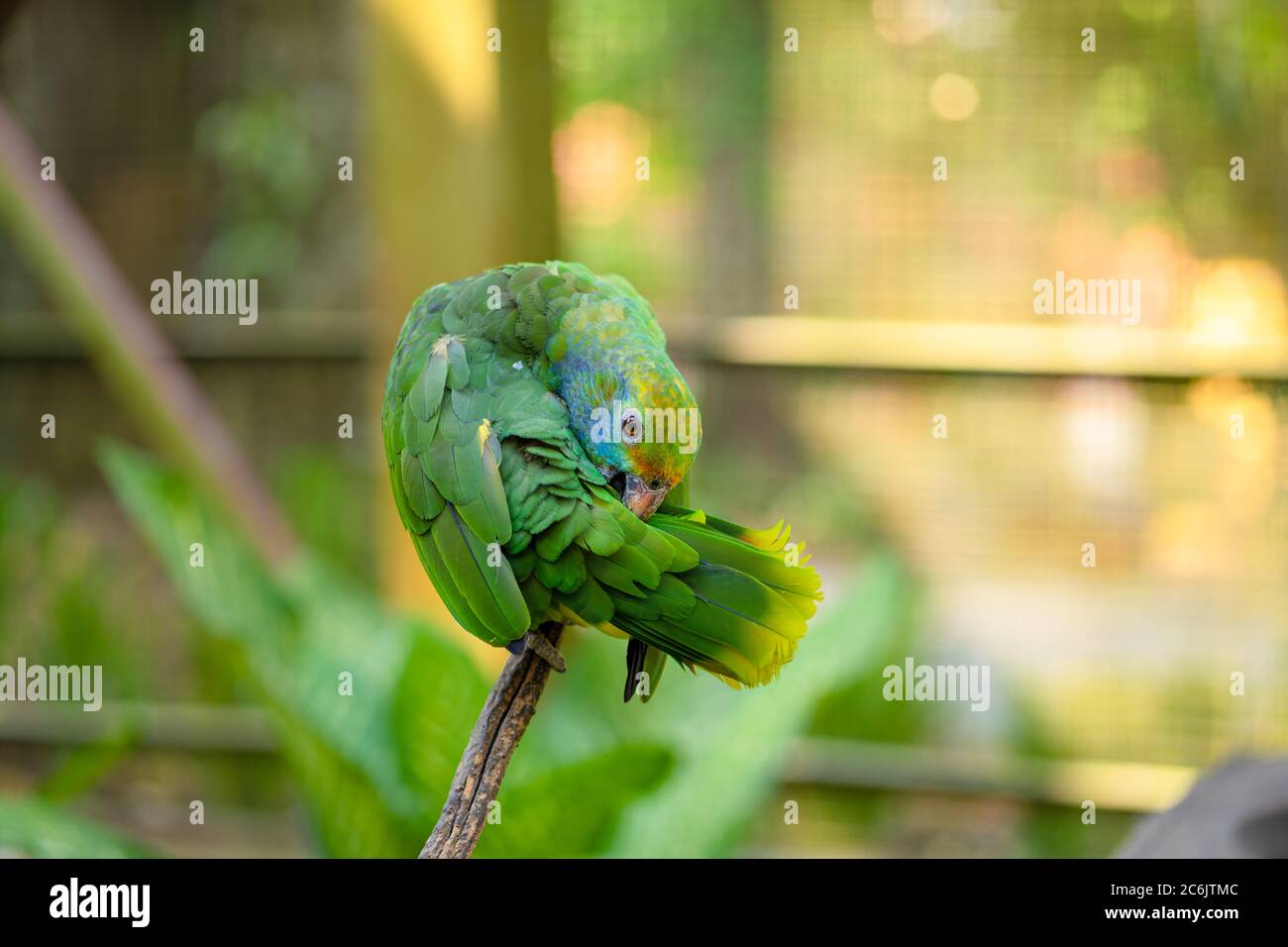 Green parrot close-up portrait. Bird park, wildlife Stock Photo - Alamy