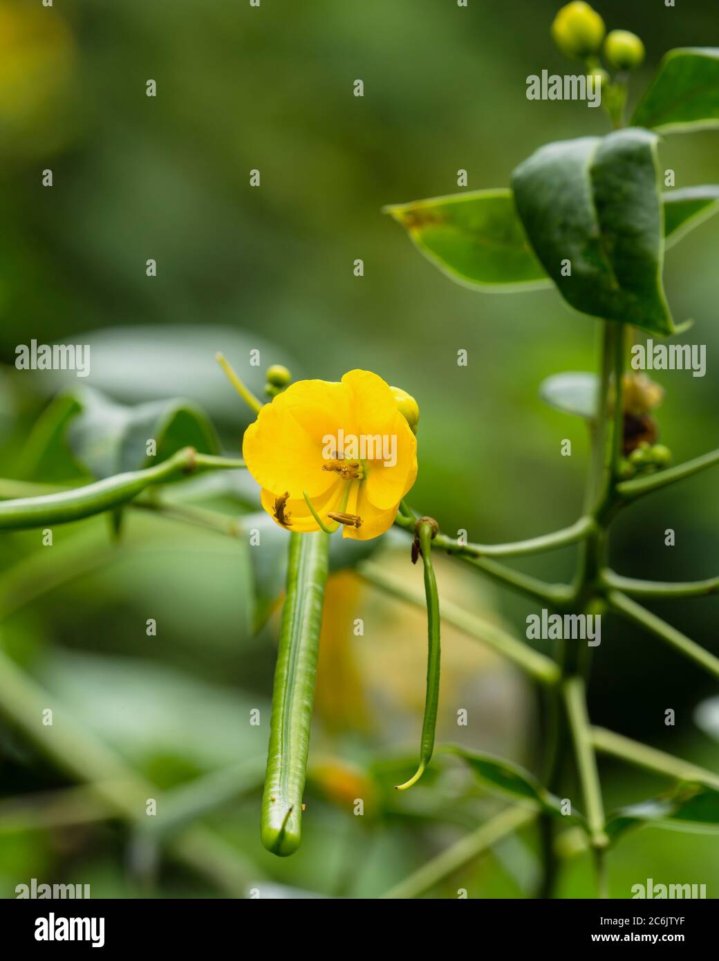 Flowers and seed pods of a plant of the Genus Senna in the Atitlan ...