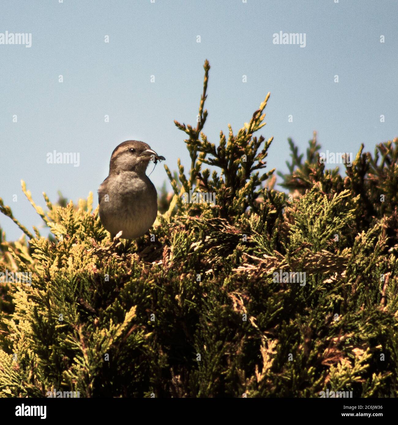 Female Sparrow with insects in its beak perched on a bush Stock Photo ...