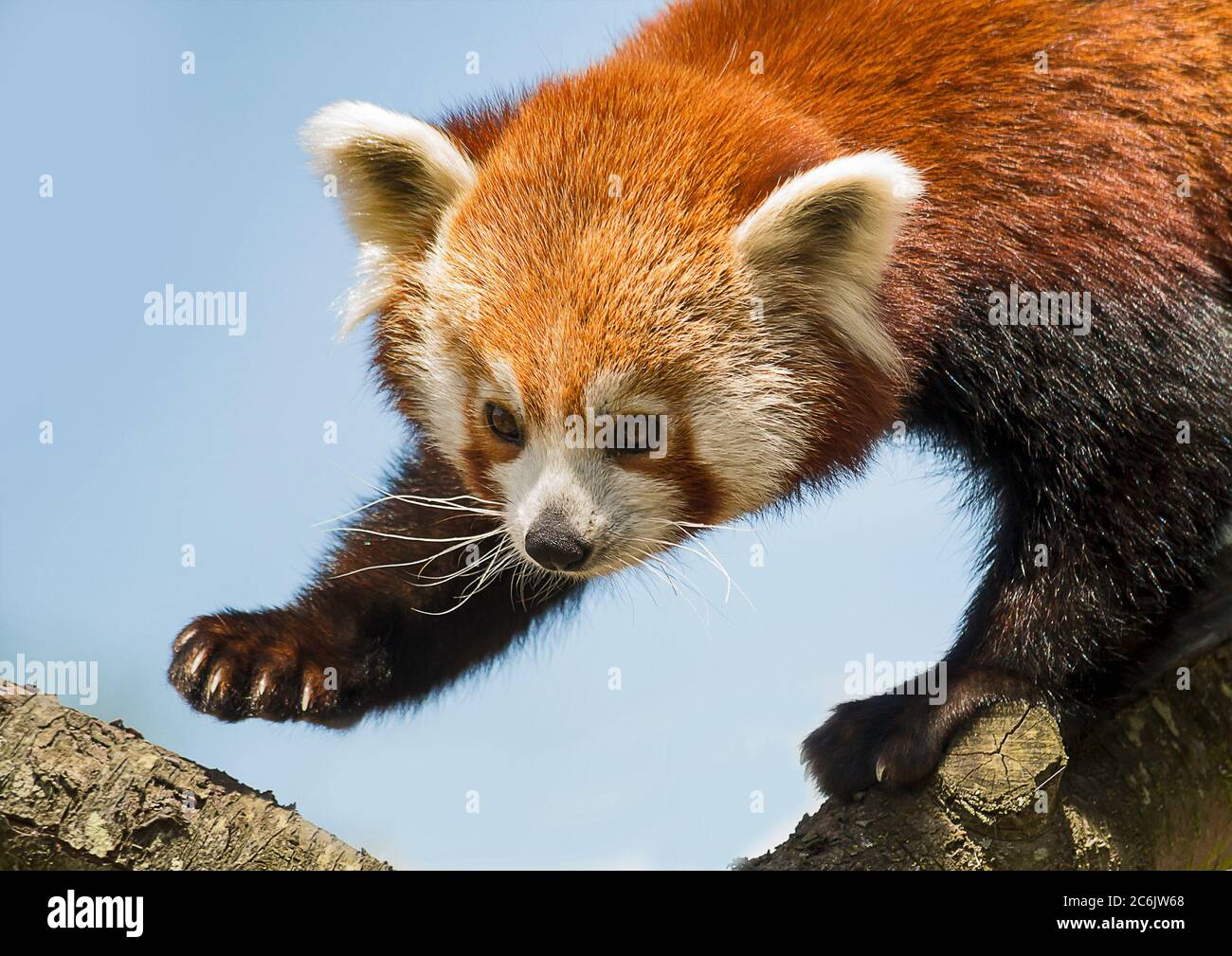 Portrait of a red panda climbing on the tree logs Stock Photo - Alamy