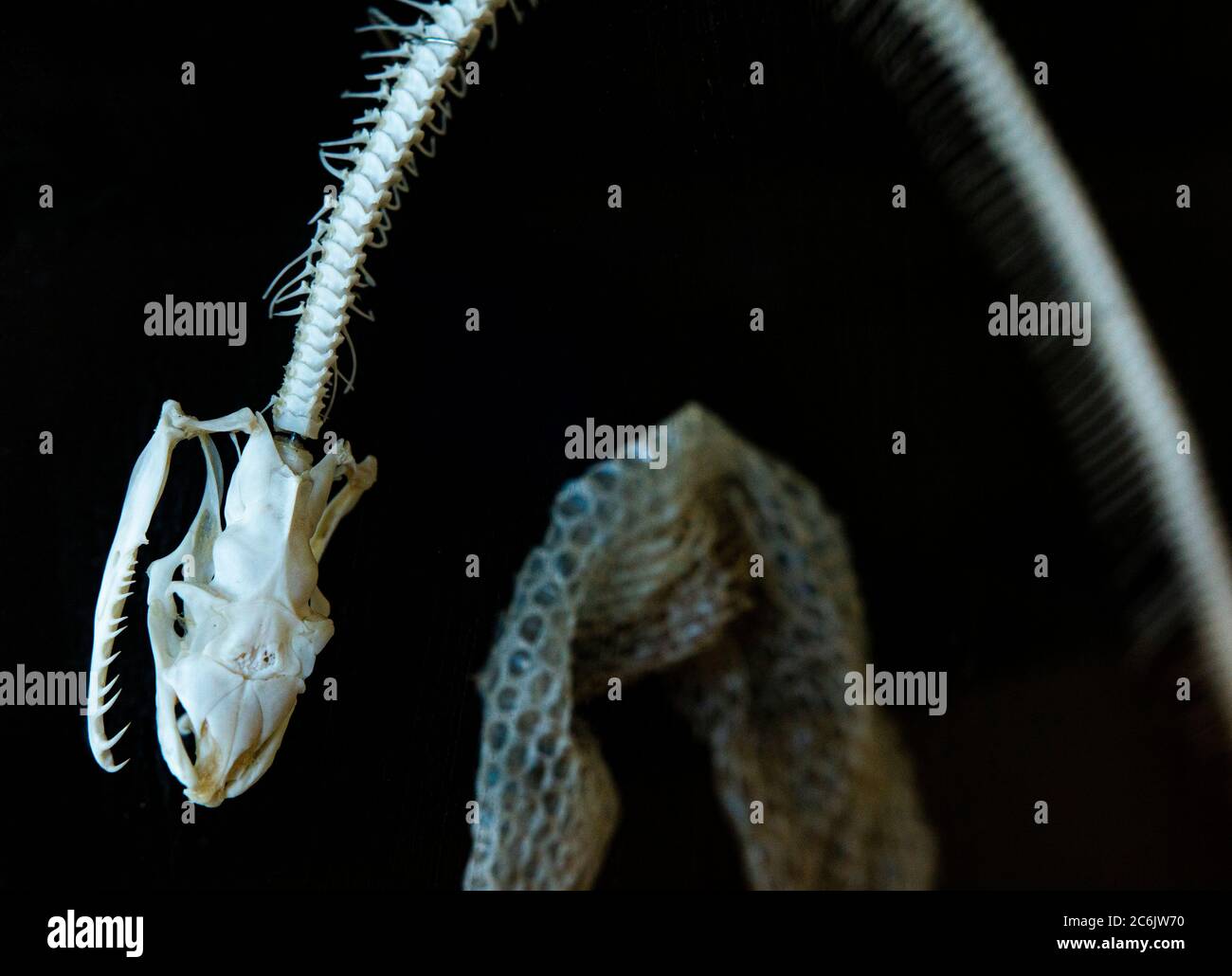 preserved snakeskin, spine and skull Stock Photo - Alamy